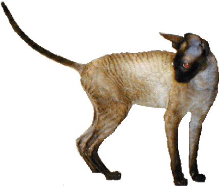 Cornish Rex litters 2007 2