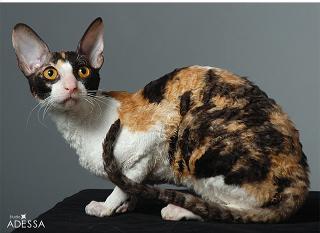 Calico Cornish Rex